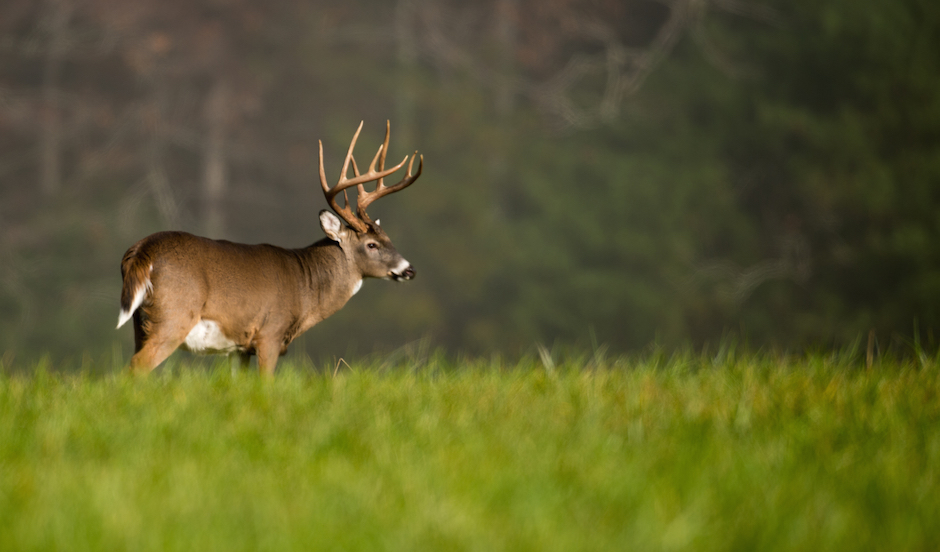 Trophy Whitetail Hunts in Texas | Guide and Outfitter Cinco Canyon Ranch