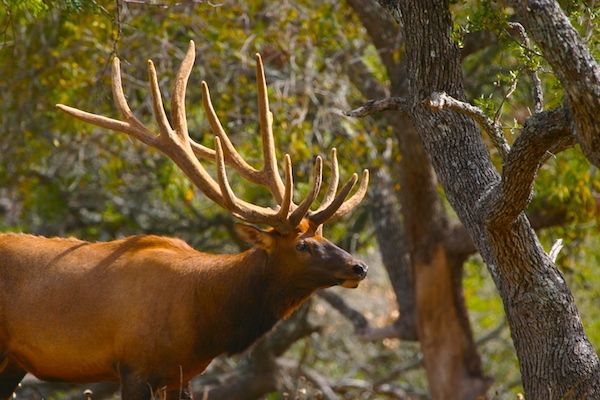 400 Plus Elk Hunts in Texas | High Fence Elk Hunts | Texas Hill Country ...